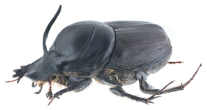 The Strongest Insect in the World – It Can Lift 1,000 Times Its Body ...