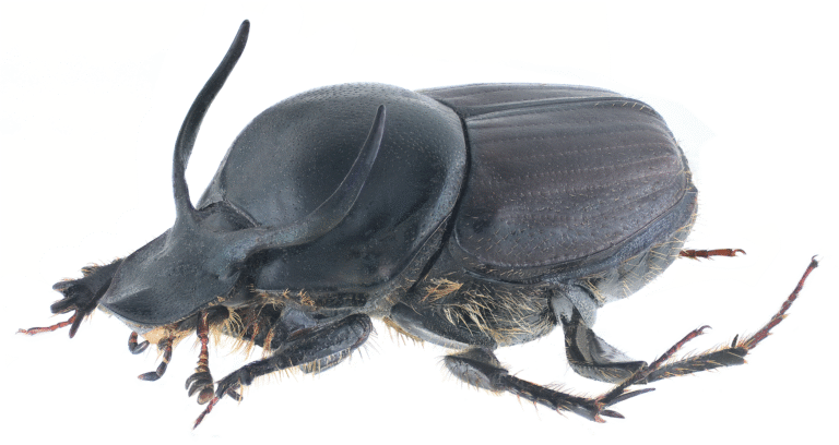 The Strongest Insect in the World – It Can Lift 1,000 Times Its Body ...
