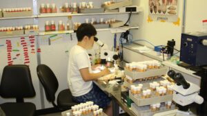 Fruit Flies in the Lab: How Tiny Bugs Help Us Understand Human Genes ...