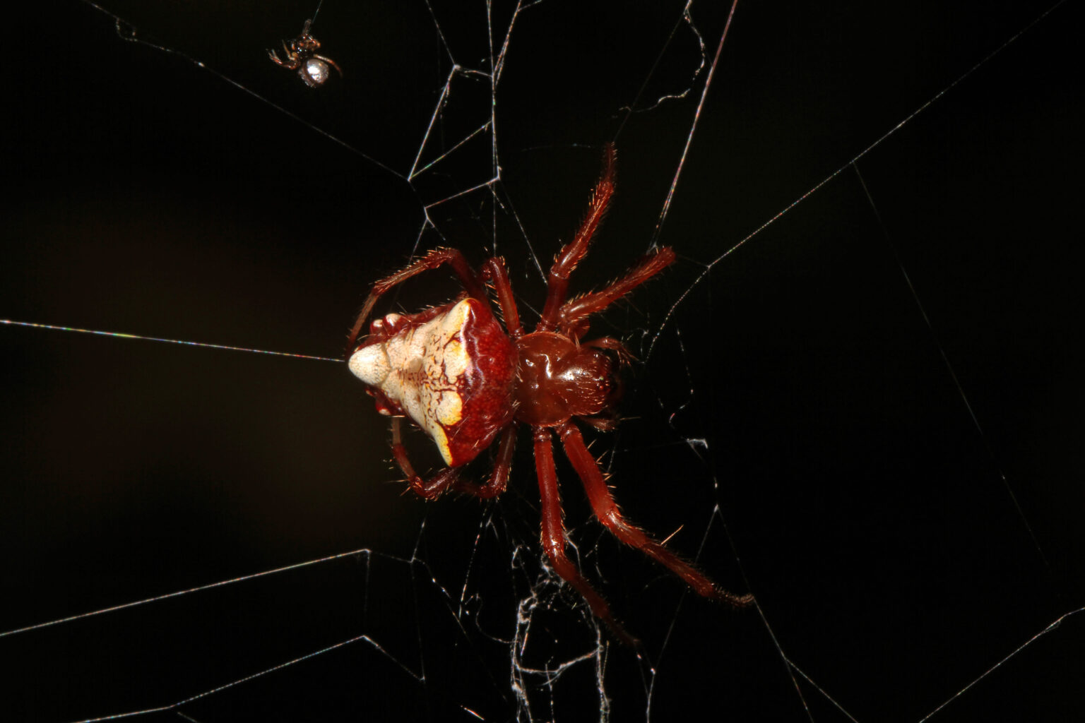 Spider Architects: Stunning Web Designs That Defy Imagination – Insect Hive