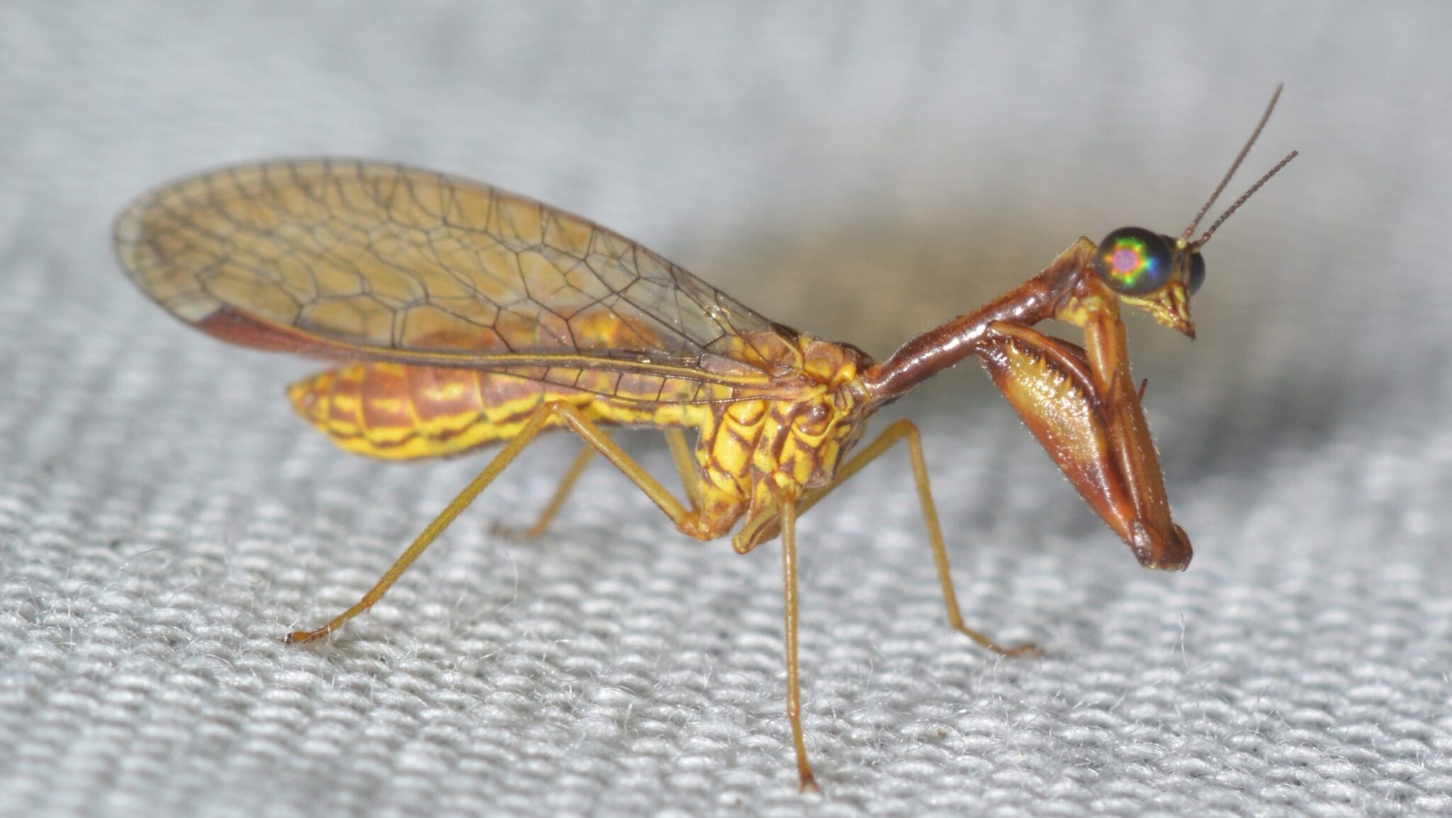 Weirdest Bugs You Didn’t Know Existed (And Where to Find Them) – Insect ...