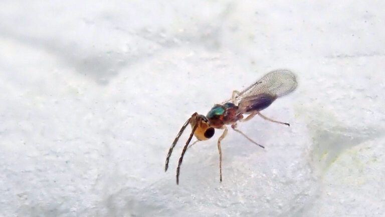 The Smallest Insect Ever Discovered — And How It Lives a Full Life on a ...