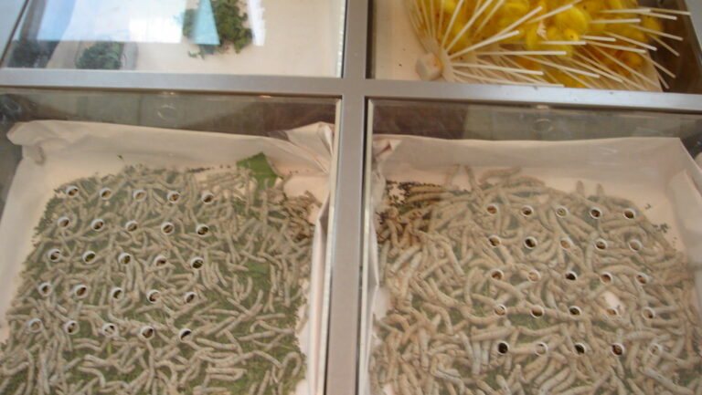 Insects That Heal: Medical Uses for Maggots, Bees, and More – Insect Hive