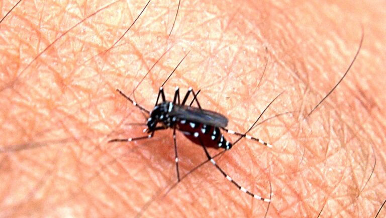 Why That Buzzing Near Your Ear Isn’t Random – Insect Hive