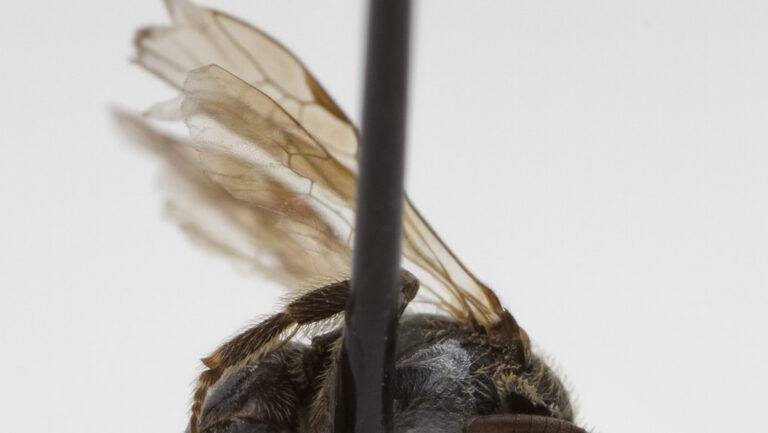 Insects That Live Inside Other Insects — The Ultimate Parasites ...