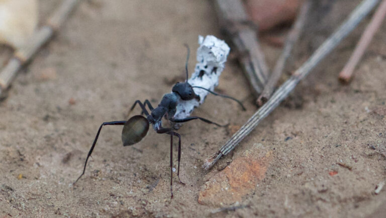 How Some Insects Use Chemical Warfare to Defend Themselves – Insect Hive