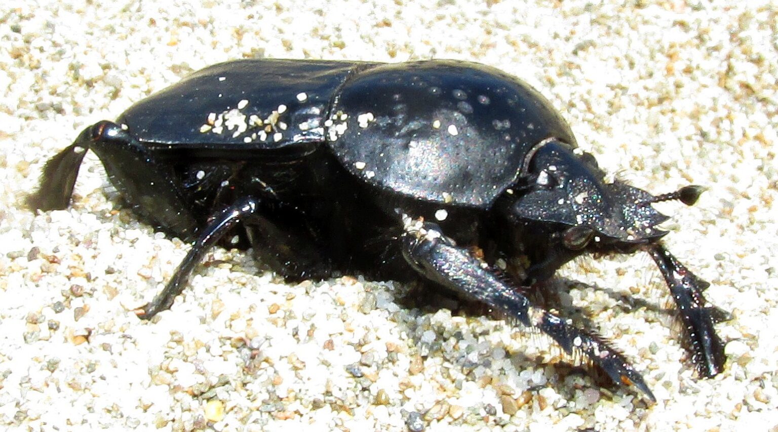 The Scarab in Ancient Egypt: Sacred Beetle or Divine Garbage Collector ...