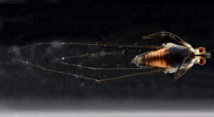 How Some Insects Can Walk on Water — The Physics Behind It – Insect Hive