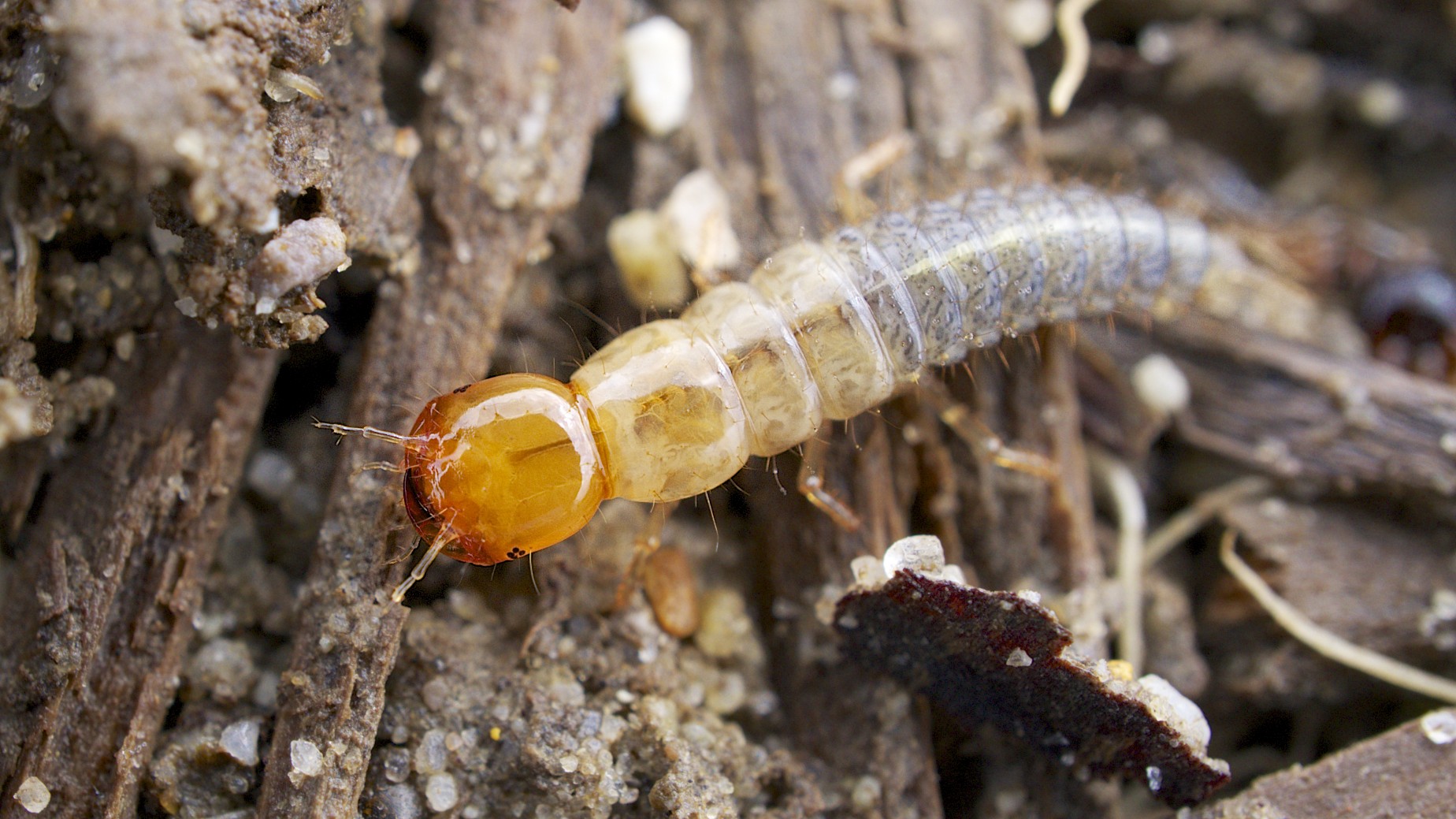 The Insect That’s Born Pregnant: Weird Reproductive Superpowers ...