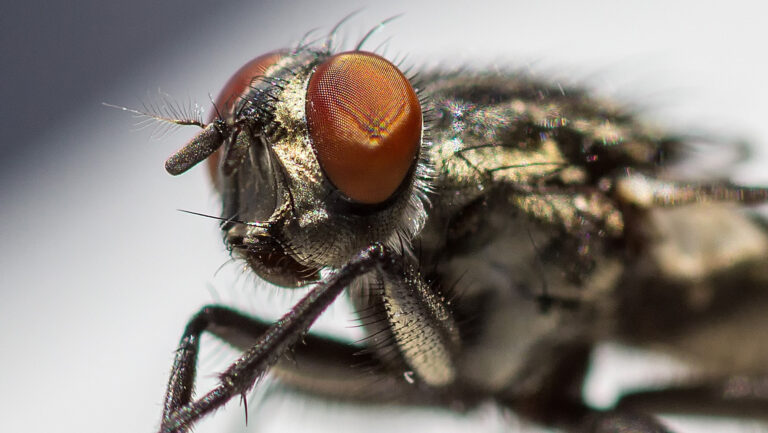 Can Bugs Hear You? How Insects Detect Sound Through Legs, Wings, and ...