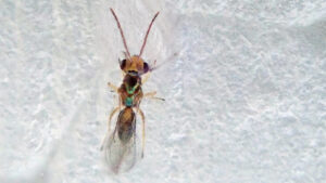 The Smallest Insect Ever Discovered — And How It Lives a Full Life on a ...