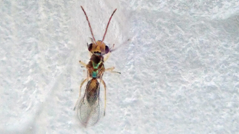 The Smallest Insect Ever Discovered — And How It Lives a Full Life on a ...