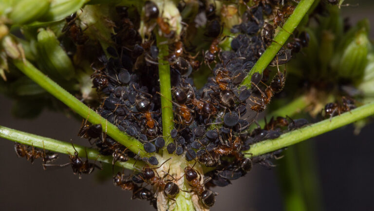 The Largest Ant Colony Ever Discovered – It Spanned Continents – Insect ...