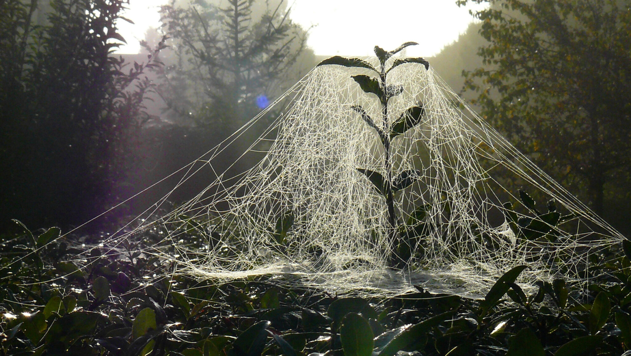 How Spiders Feel the World Through Their Webs – Insect Hive