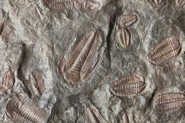The Oldest Known Insect Fossil — And What It Tells Us About Life on ...