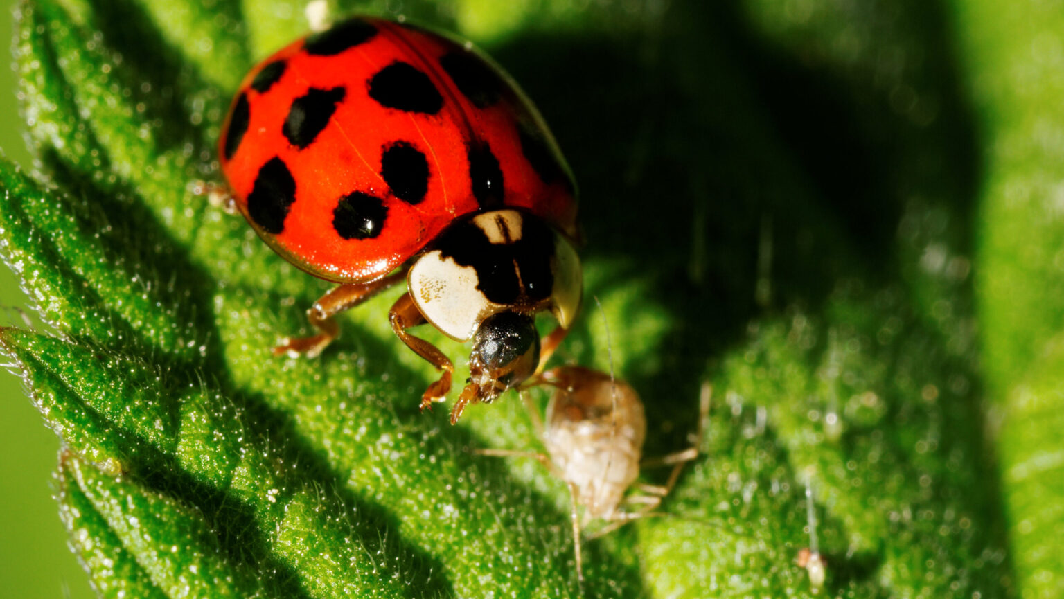 The Ethics of Killing Bugs: Are We Doing Enough (or Too Much)? – Insect ...