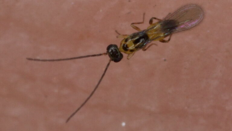 The Smallest Insect Ever Discovered — And How It Lives a Full Life on a ...