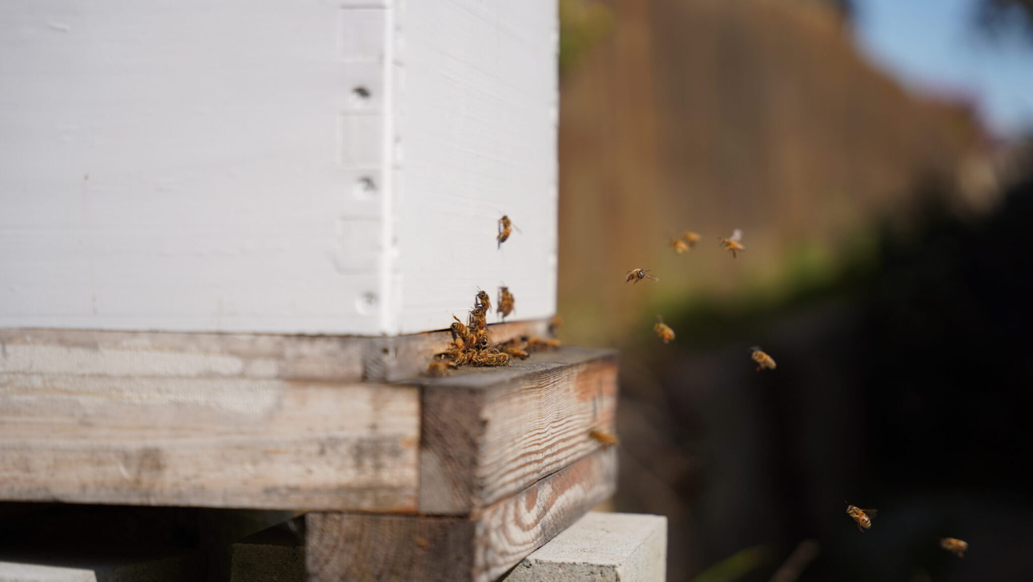 Do Insects Have Emotions? The Science Behind Bug Feelings – Insect Hive