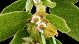 The First Insects on Earth: How They Took Over the Planet – Insect Hive