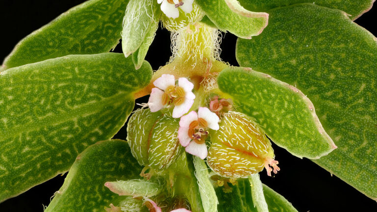 The First Insects on Earth: How They Took Over the Planet – Insect Hive