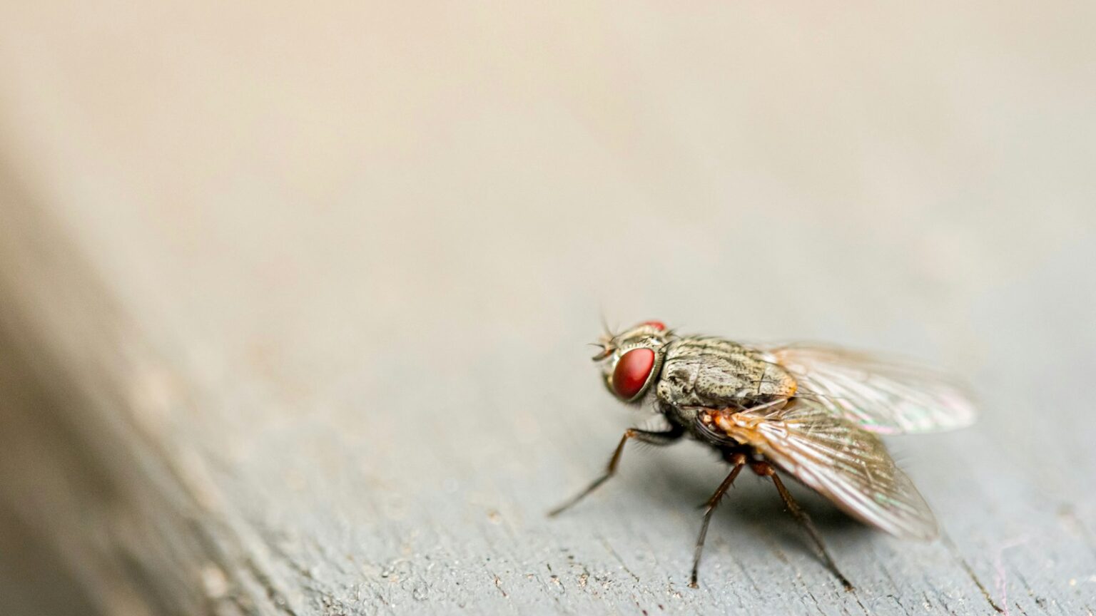 Do Flies Have Sleep Cycles What Happens in a Resting Bug Brain – Insect ...