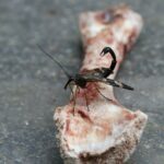 The Oldest Insects on Earth: Species That Haven’t Changed in 300 ...
