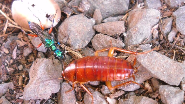 Insects That Live Inside Other Insects — The Ultimate Parasites ...