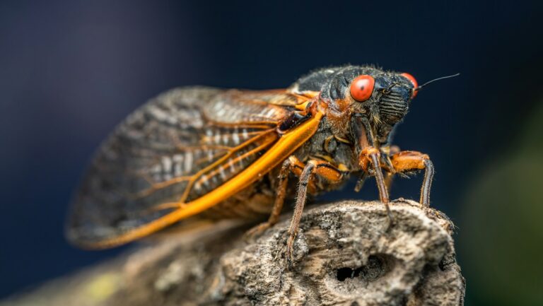 The Loudest Insect on Earth — And Why It Screams All Summer – Insect Hive