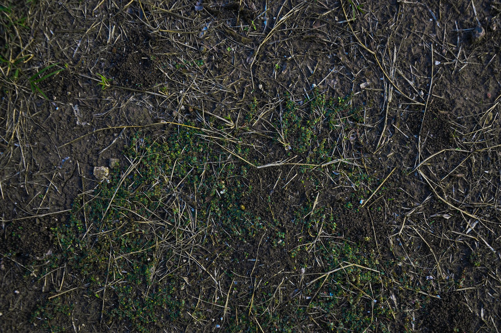 The Best Substrate for Tarantula Enclosures – What Works Best? – Insect ...