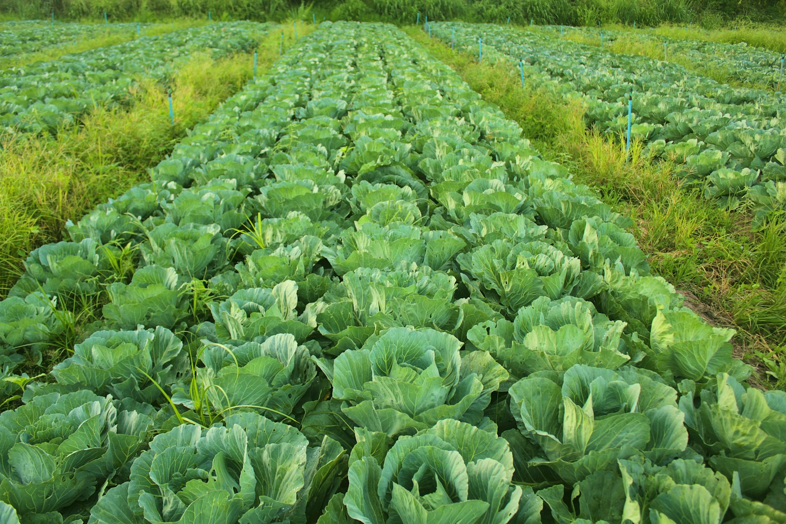 Crop Killers: Invasive Insects That Threaten America’s Food Supply ...
