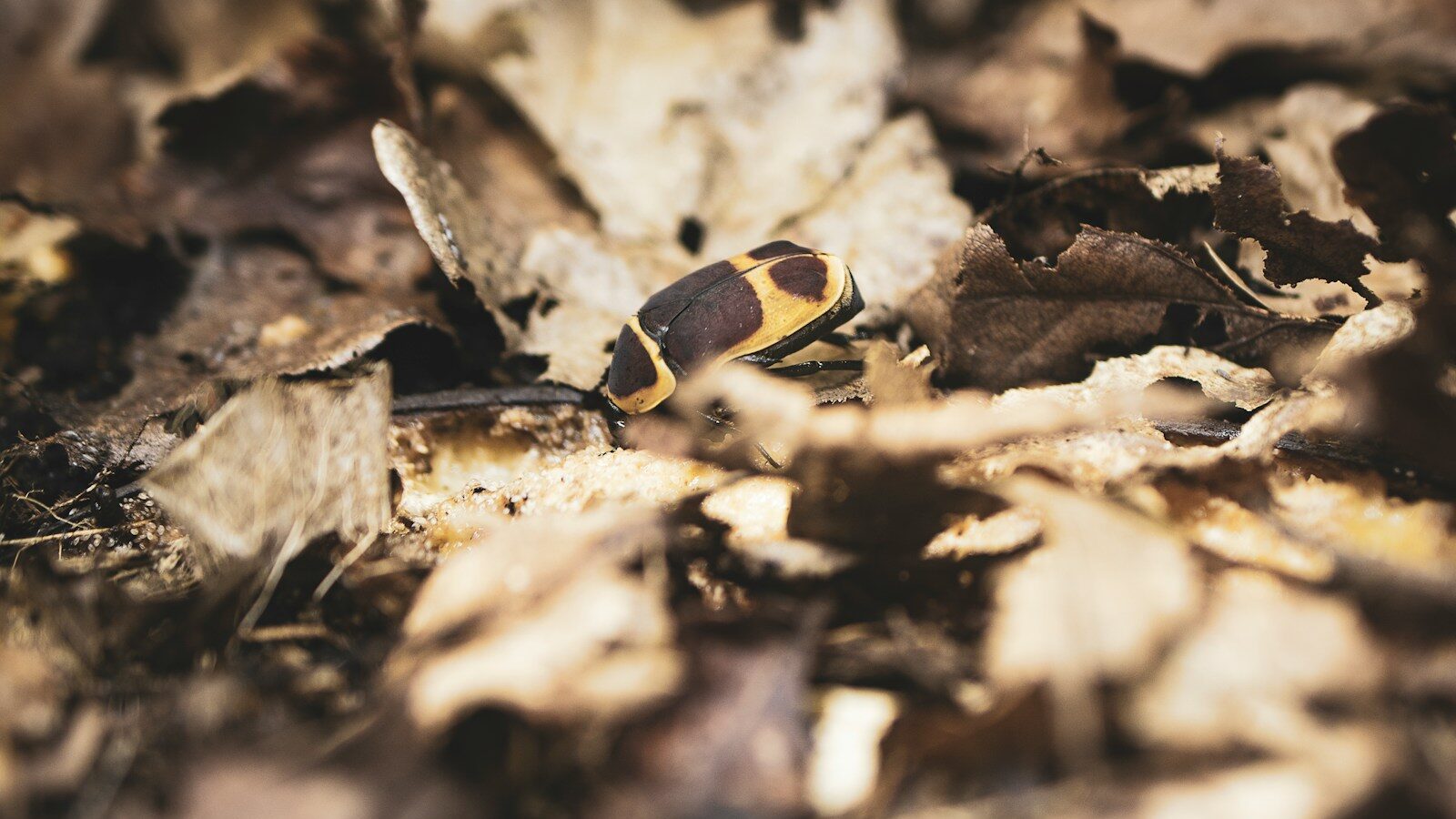 Why Some Insects Fake Their Own Death to Survive – Insect Hive