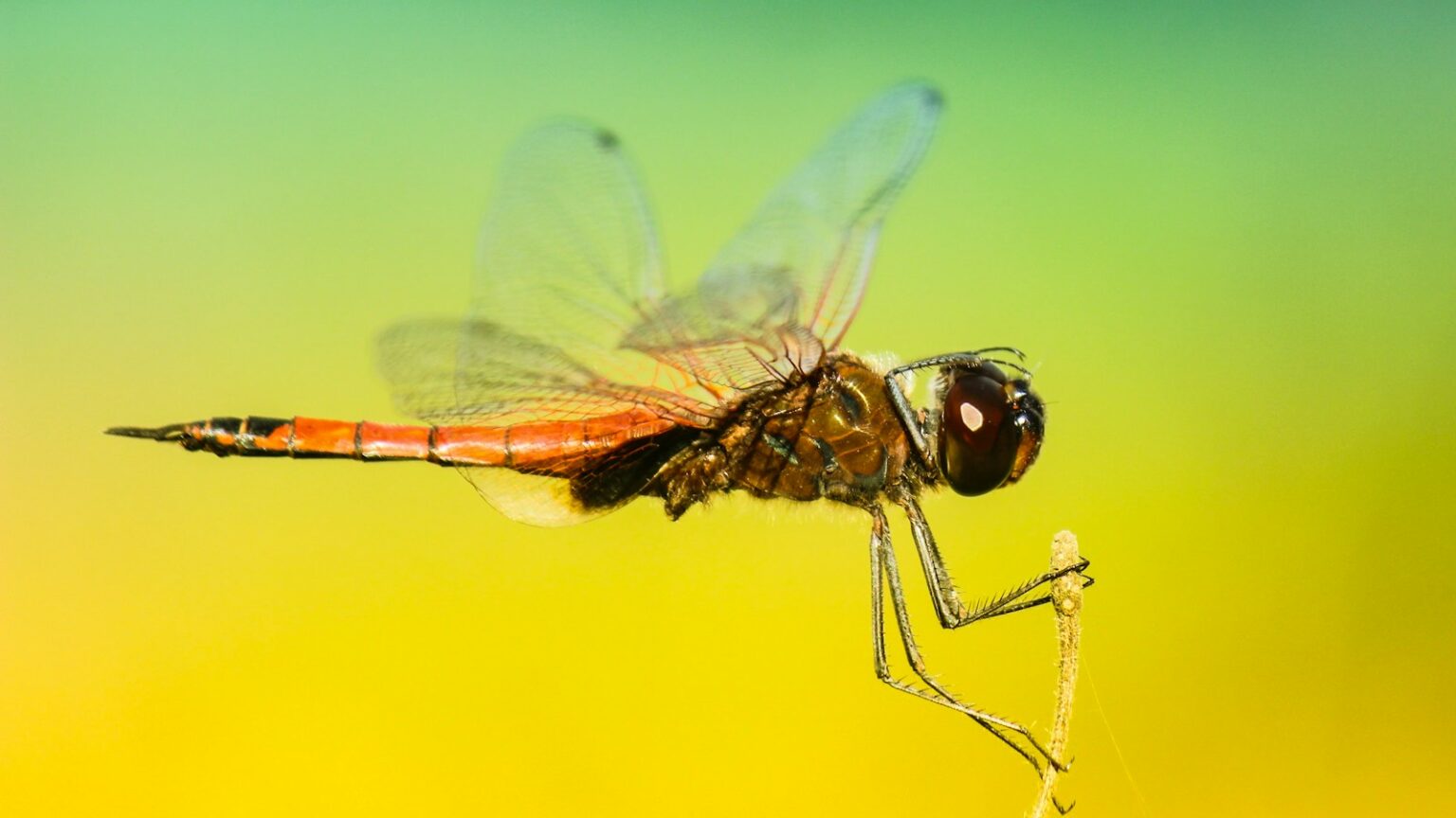 The Insect Olympians: Bugs That Hold World Records – Insect Hive