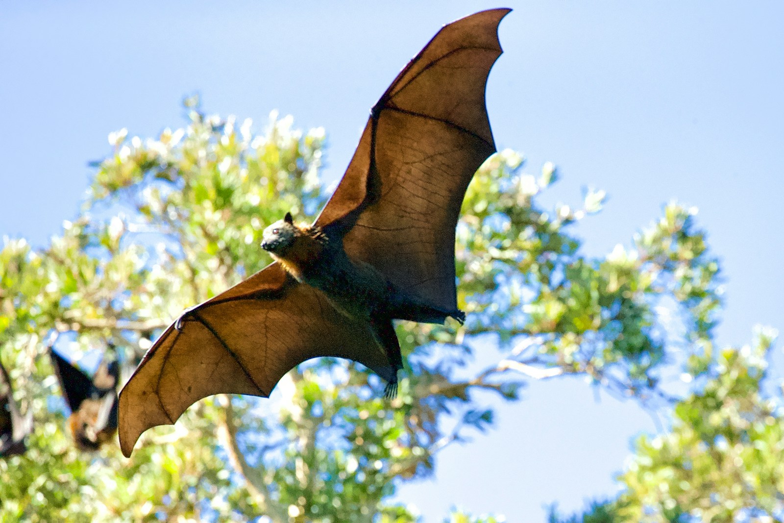 The Night Shift: Discover the Pollinators That Work After Dark – Insect ...