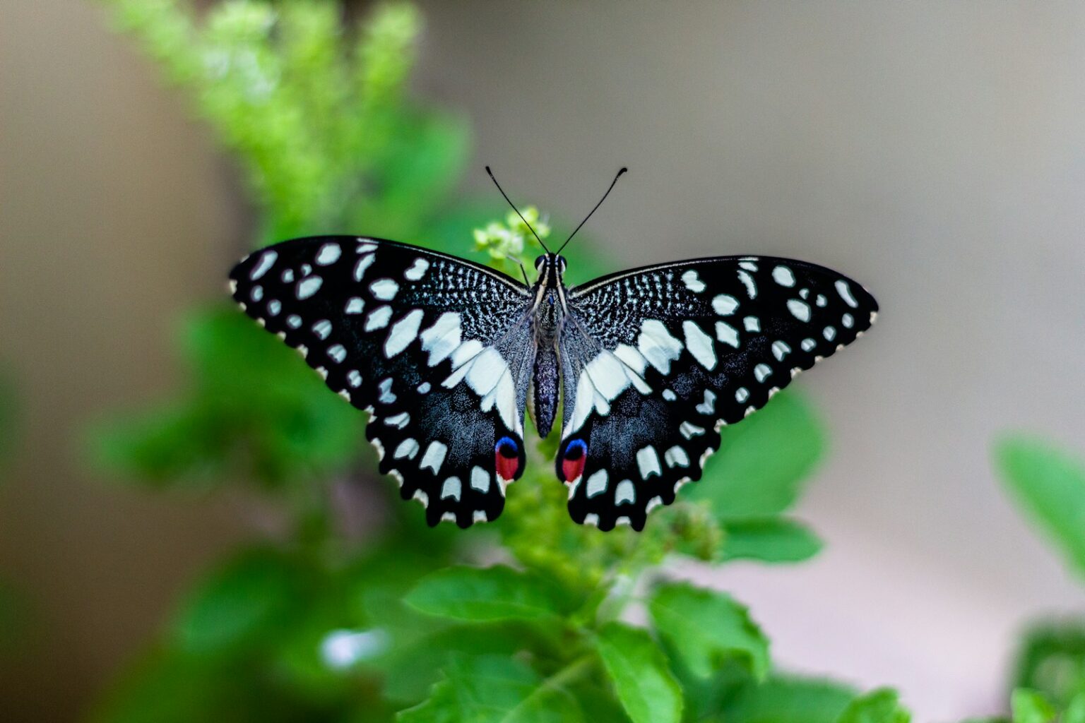 The Language of Wings: How Butterflies Send Signals Without Making a ...