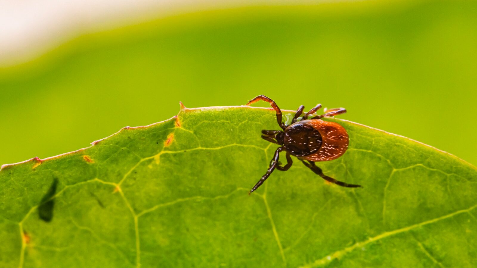 The World’s Most Dangerous Insects and the Diseases They Spread ...