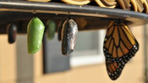 The First Insects on Earth: How They Took Over the Planet – Insect Hive