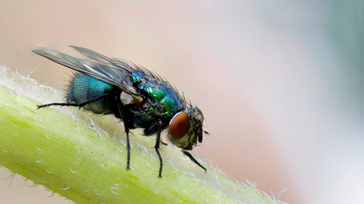 Do Flies Have Sleep Cycles What Happens in a Resting Bug Brain – Insect ...