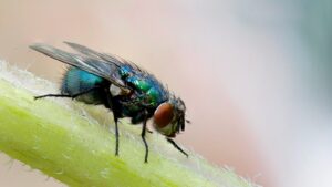 Do Flies Have Sleep Cycles What Happens in a Resting Bug Brain – Insect ...