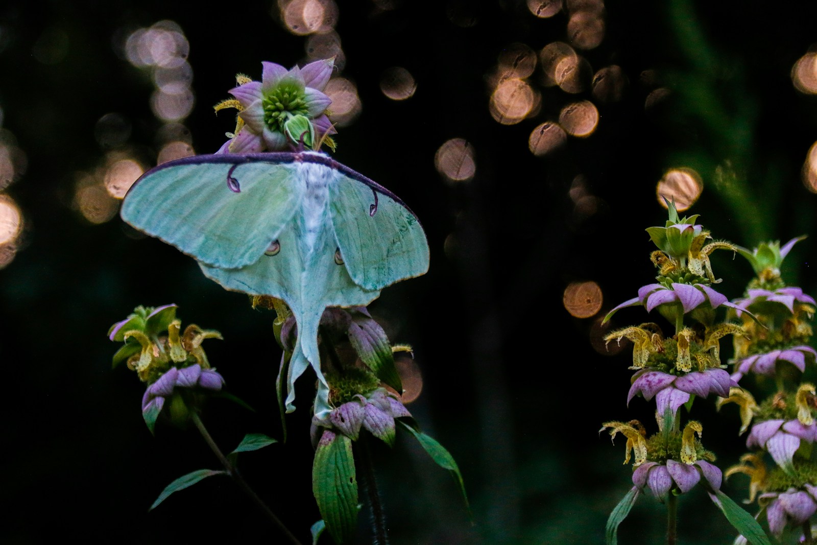 The Luna Moth: A Southern Icon of Nighttime Elegance – Insect Hive