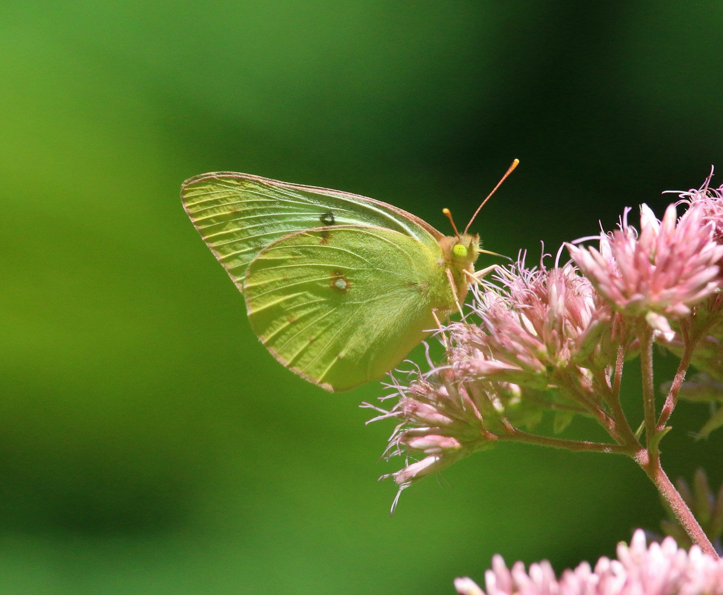 The Language of Wings: How Butterflies Send Signals Without Making a ...