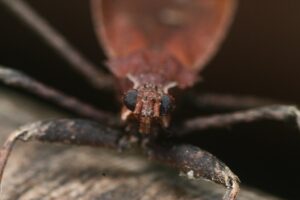 How Assassin Bugs Got Their Name—And Why They’re Hired Muscle for Your ...