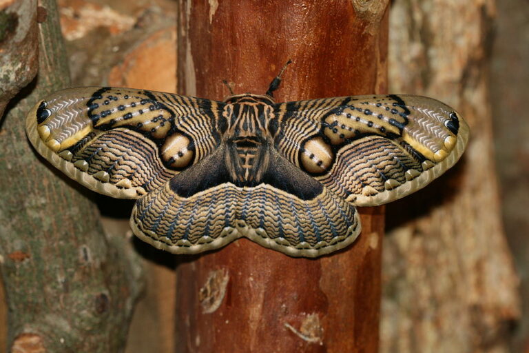 Wings That Don’t Freeze: The Secret Behind Cold-Weather Moths – Insect Hive