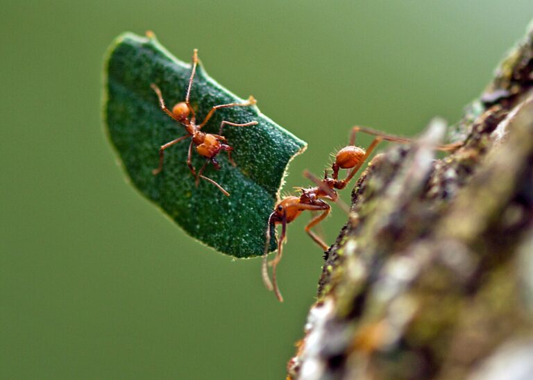 Ants That Farm Fungus and Raise Aphids Like Cows – Insect Hive