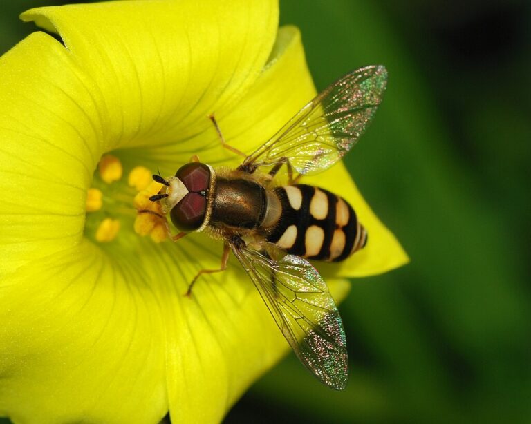 The Wasp That Isn’t a Wasp: How Hoverflies Fool Predators and People ...