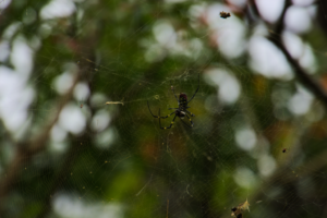 What You Really Need to Know About the Joro Spider Invasion – Insect Hive
