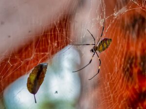 What You Really Need to Know About the Joro Spider Invasion – Insect Hive