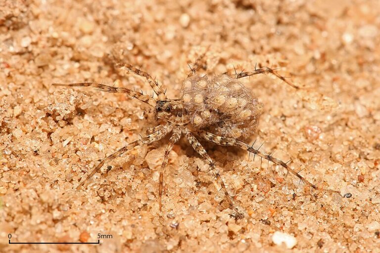 Why Wolf Spiders Carry Their Babies on Their Backs (and How It Works ...