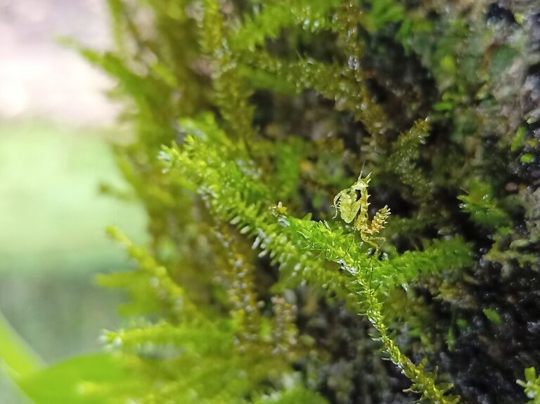 Bug vs Plant: Insects That Look Just Like Flowers, Thorns, or Sticks ...