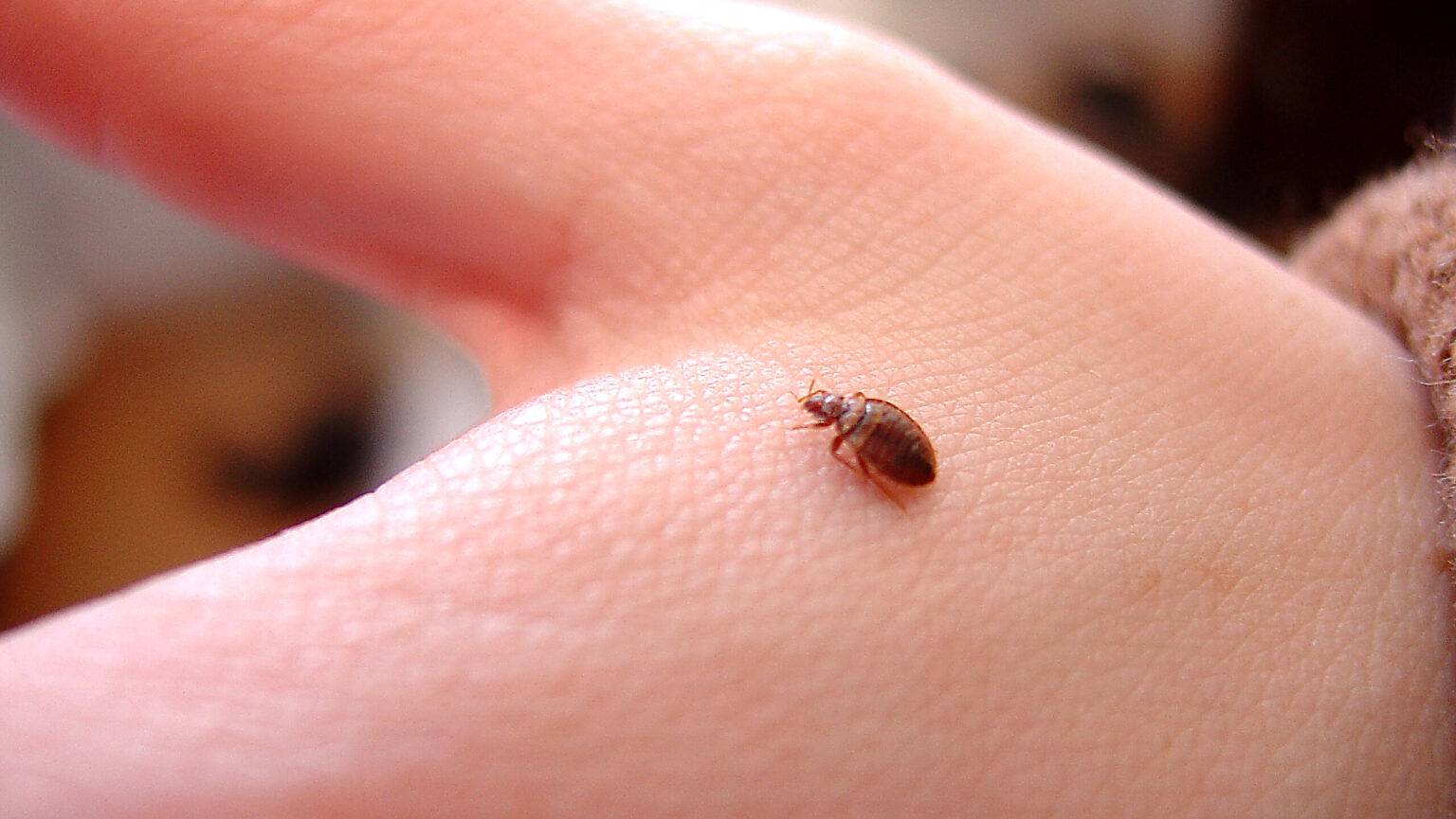 6 Microscopic Bugs That Are Probably in Your Bed – Insect Hive