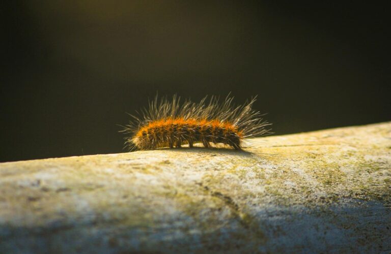 Antifreeze and Ice Naps: How Arctic Caterpillars Survive the Coldest ...